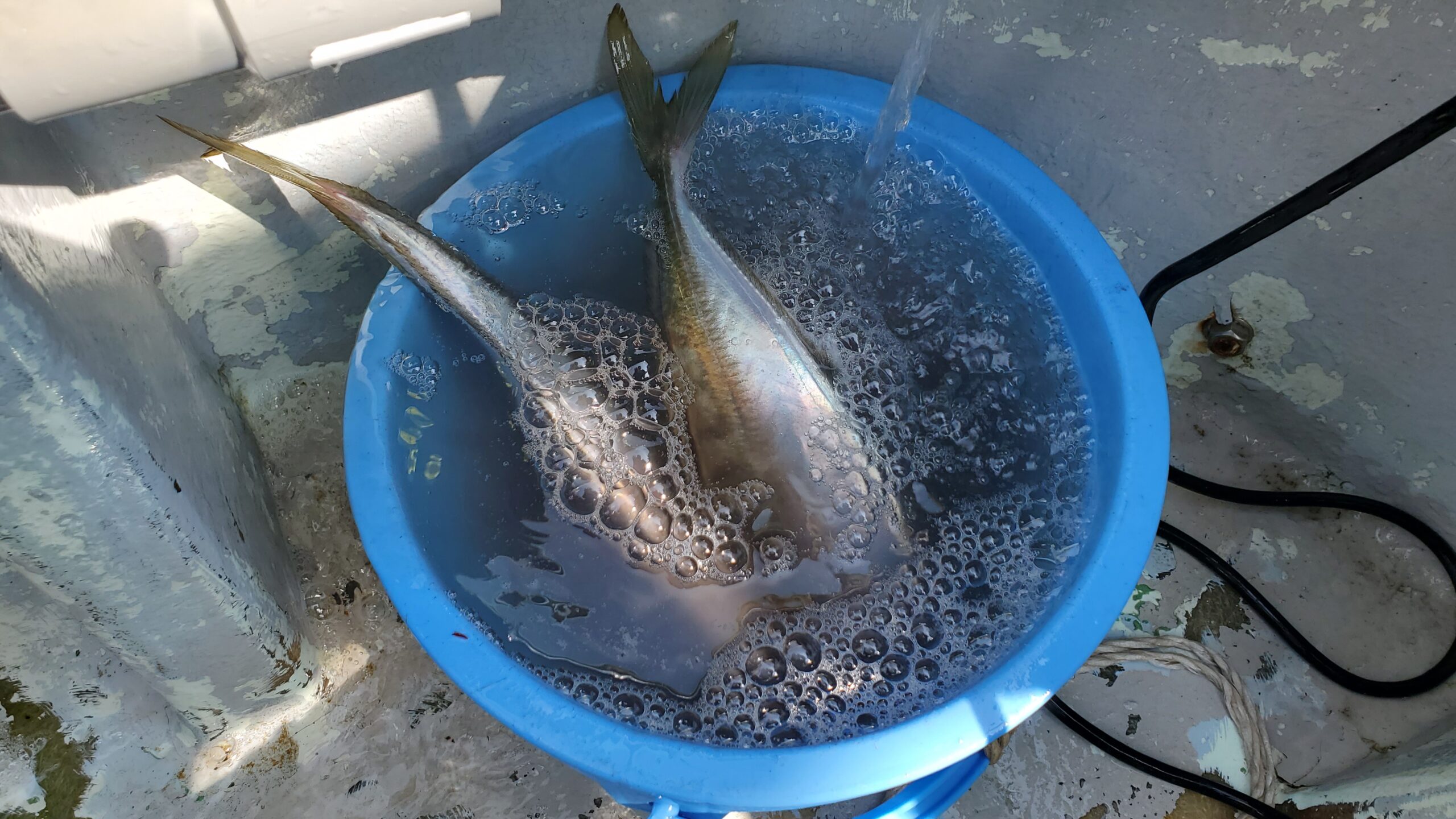 20250628_085518 kennyのZ900RSカスタム＆釣り情報